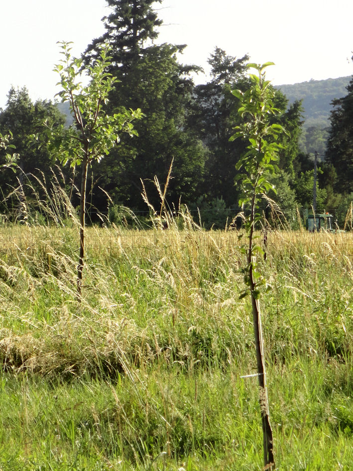Comment choisir les arbres et les planter?
