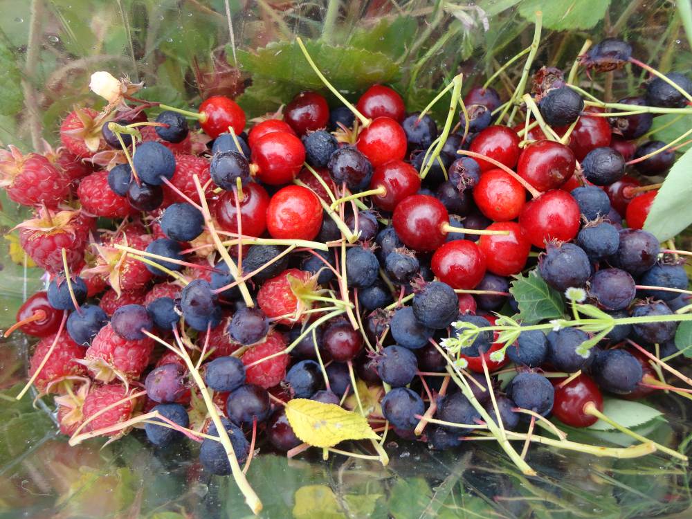 arboriculture naturelle